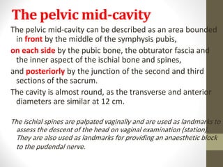 labour ,maternal boney pelvis and fetal head | PPT