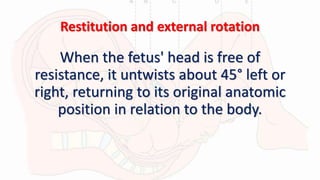 Labour and delivery | PPTX