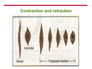 Labour and its stages | PPTX