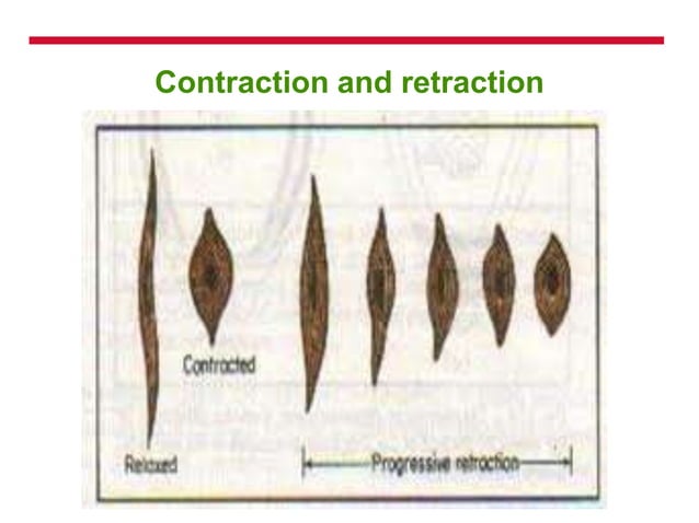 Labour and its stages | PPTX | Pregnancy | Reproductive Health