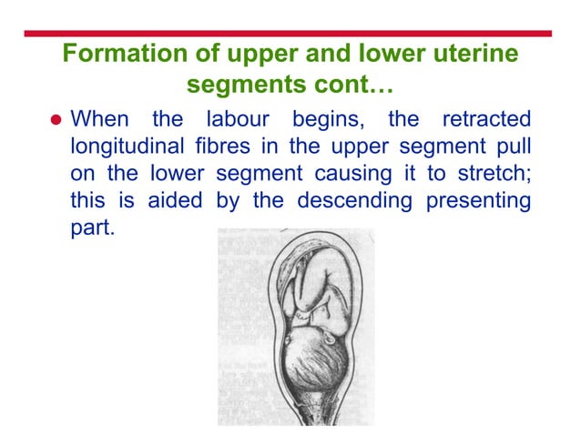 Labour and its stages | PPTX | Pregnancy | Reproductive Health
