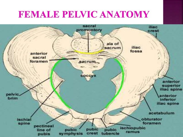 Mechanism of labour | PPT