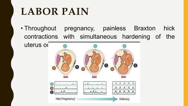 Labour, Stages and its Physiology in obg | PPT | Pregnancy ...