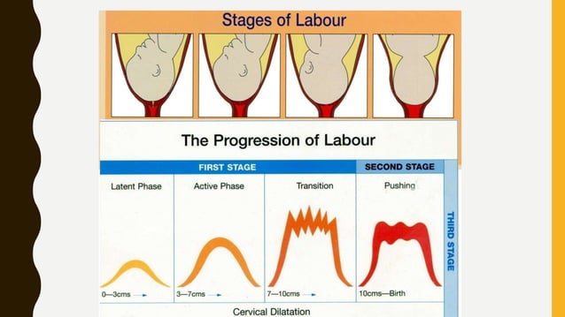 Labour, Stages and its Physiology in obg | PPT | Pregnancy ...