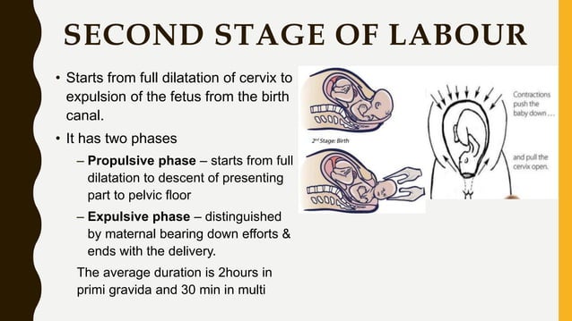 Labour, Stages and its Physiology in obg | PPT | Pregnancy ...