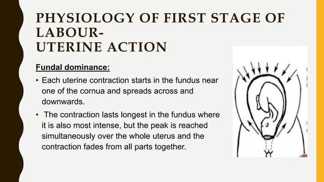 Labour, Stages and its Physiology in obg | PPT | Pregnancy ...
