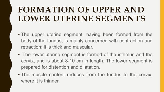 Labour, Stages and its Physiology in obg | PPT | Pregnancy ...