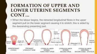 Labour, Stages and its Physiology in obg | PPT