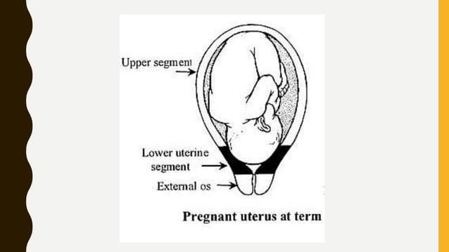 Labour, Stages and its Physiology in obg | PPT | Pregnancy ...