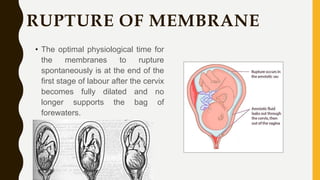 Labour, Stages and its Physiology in obg | PPT