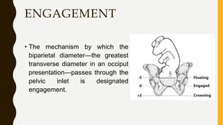 Labour, Stages and its Physiology in obg | PPT