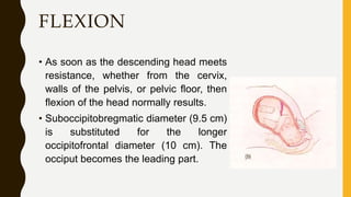 Labour, Stages and its Physiology in obg | PPT