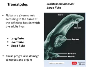 Lab parasites sections 1 xbc-!xcs | PDF