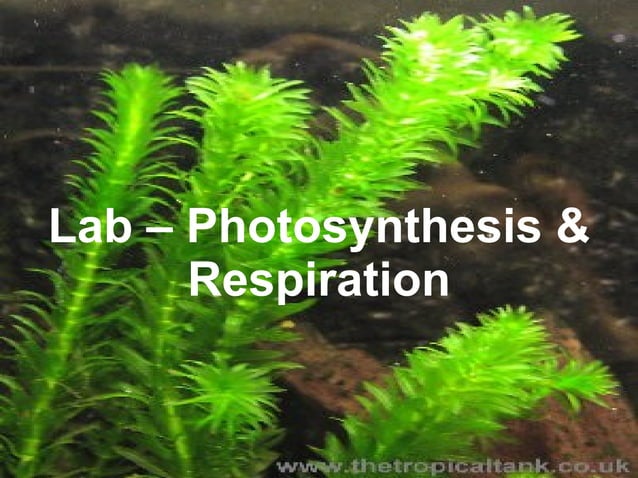 Lab – photosynthesis & respiration | PPT