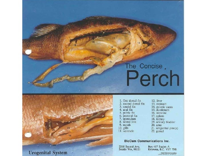 Perch Pericardium