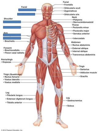 Ch 6 Muscle Lab Quiz Study Practice Anterior Muscles | PPTX