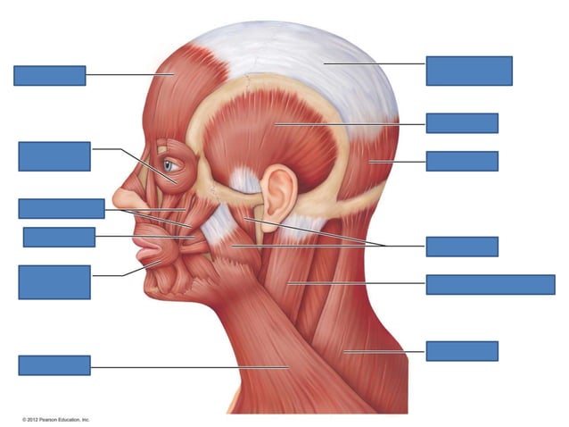 A & P Ch 6 Muscular System Lab quiz study practice facial muscles | PPTX