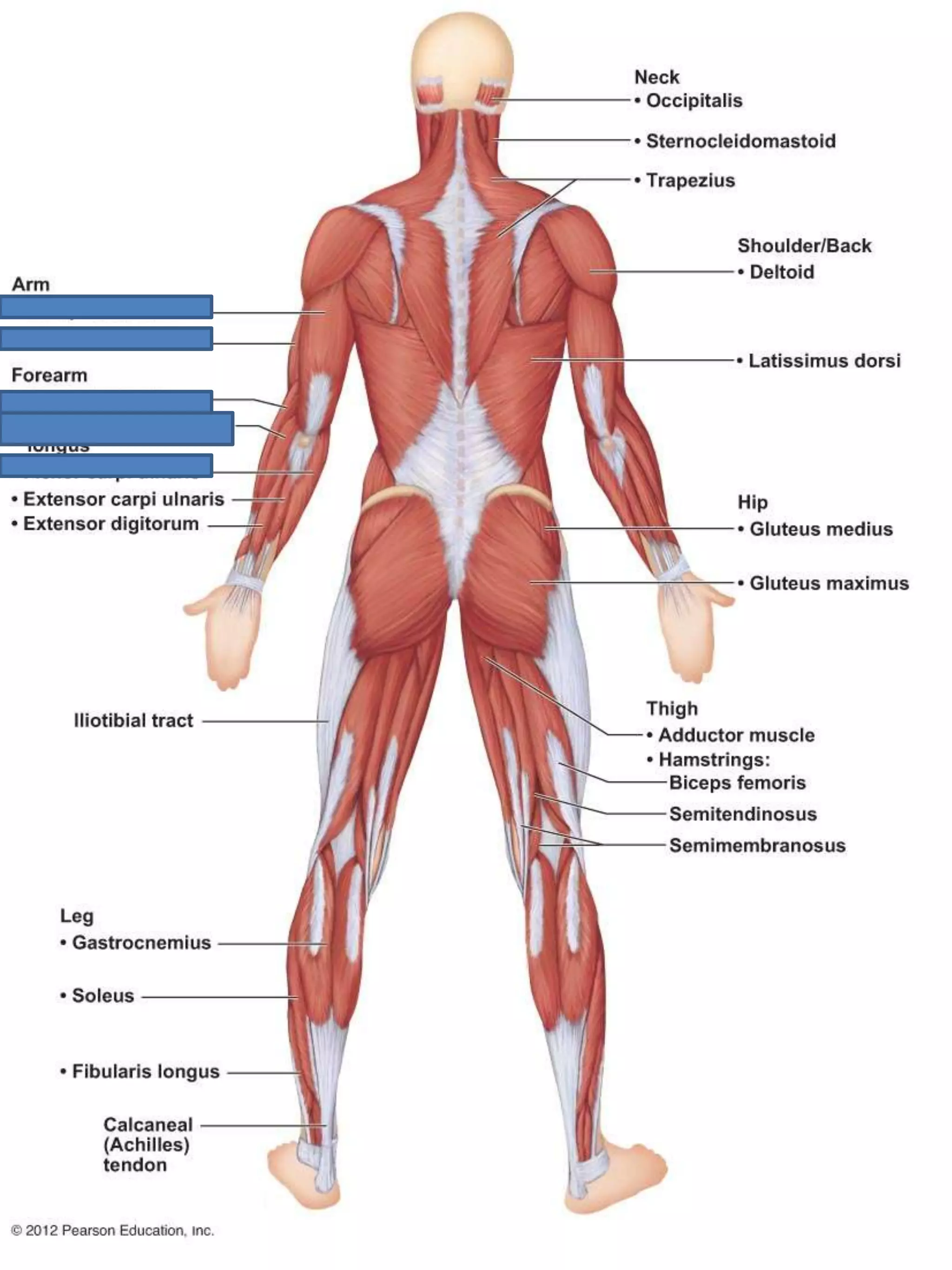 A & P Ch 6 Muscular System Lab Quiz Practice - Posterior Muscles | PPTX
