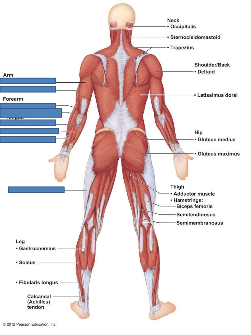 A And P Ch 6 Muscular System Lab Quiz Practice Posterior Muscles