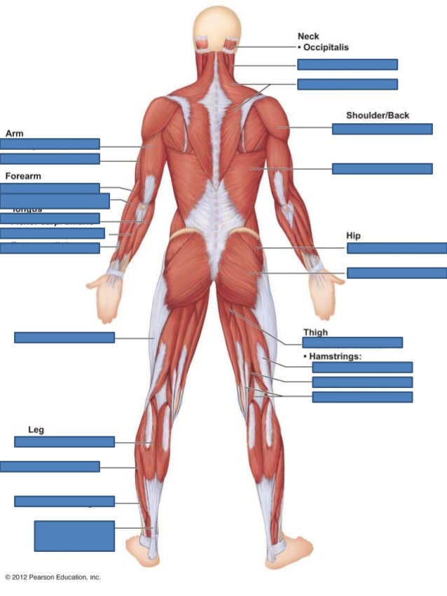 A P Ch 6 Muscular System Lab Quiz Practice Posterior Muscles A P Ch 6 Muscular System Lab Quiz Practice Posterior Muscles