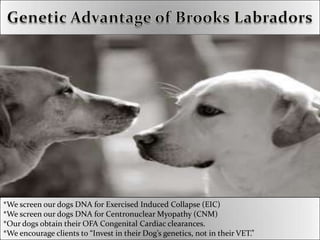 Labradors in texas | PPTX