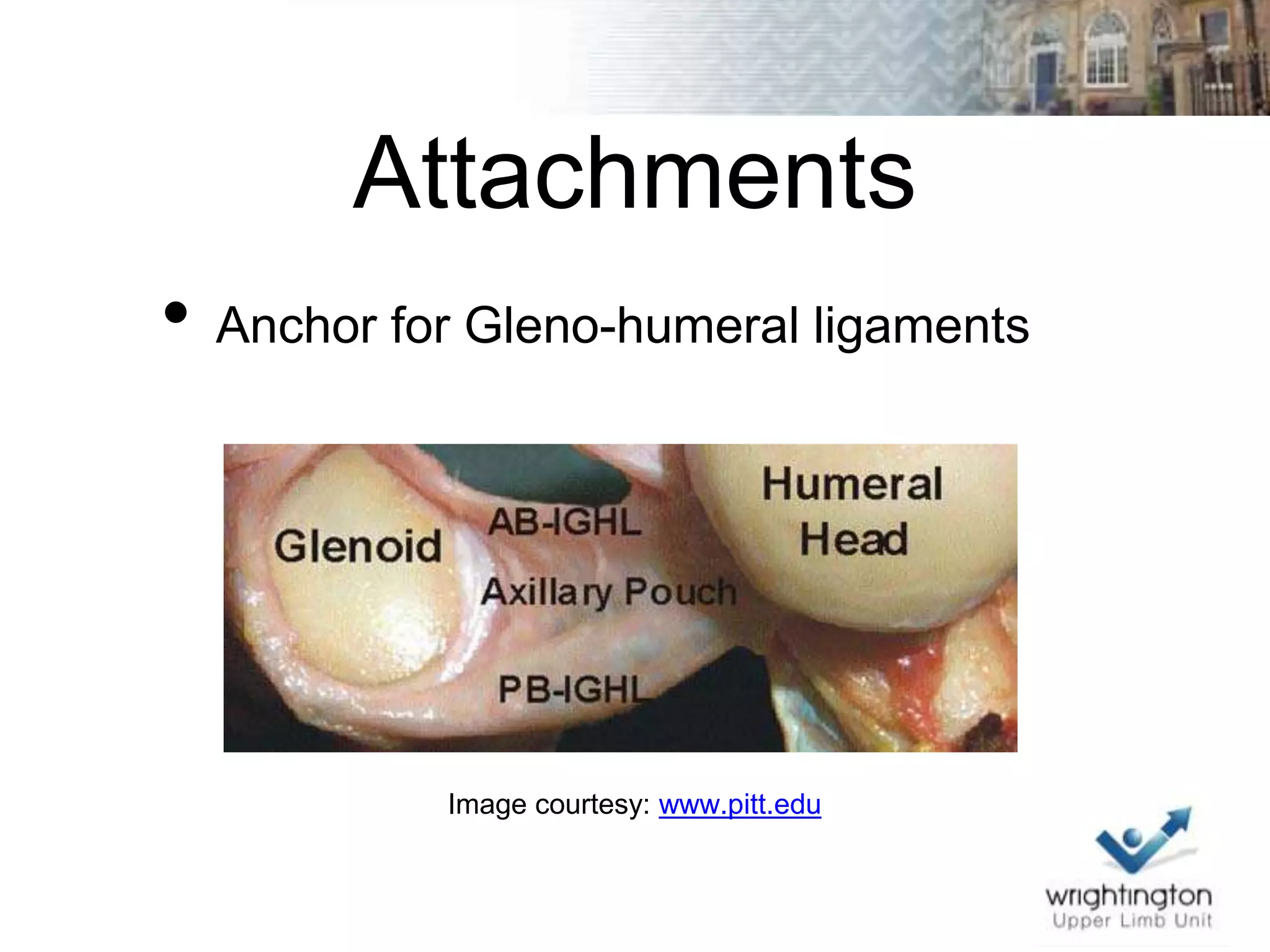 Labral injuries and traumatic instability | PPT