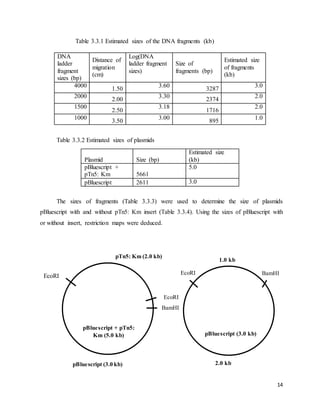 Evaluation of the lacZ gene in Escherichia coli mutagenesis using ...
