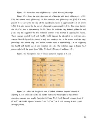 Evaluation of the lacZ gene in Escherichia coli mutagenesis using ...