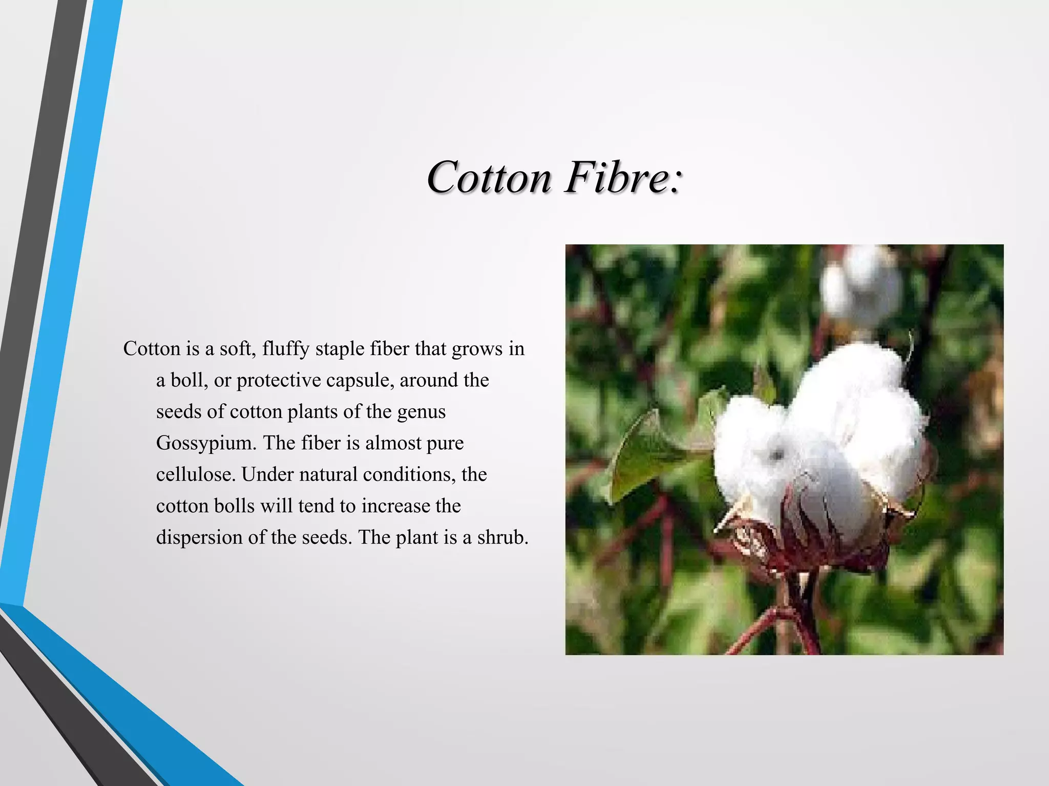 Introduction about cotton (Brife) | PDF