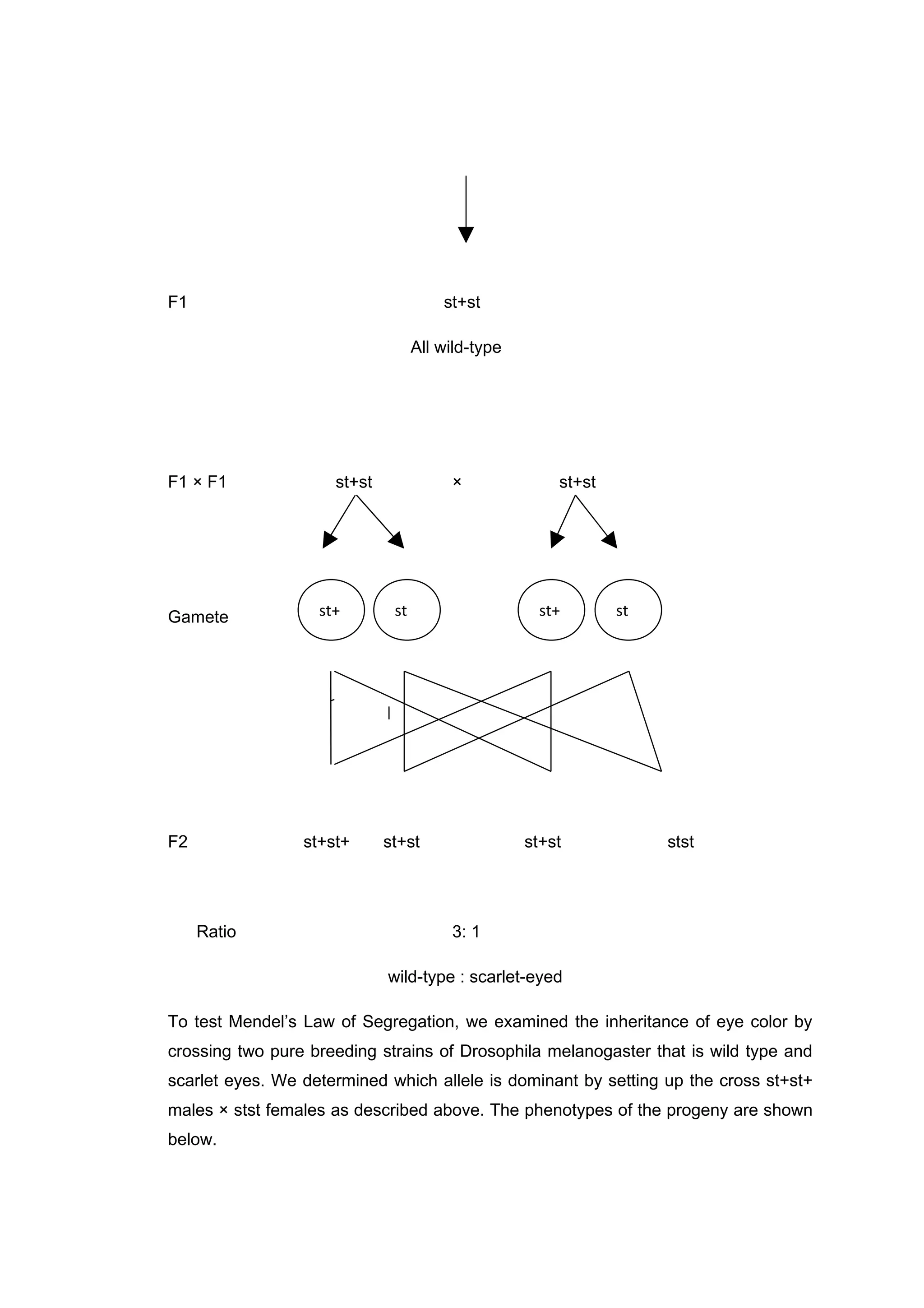 LAB REPORT DROSOPHILA MELANOGASTER | DOC