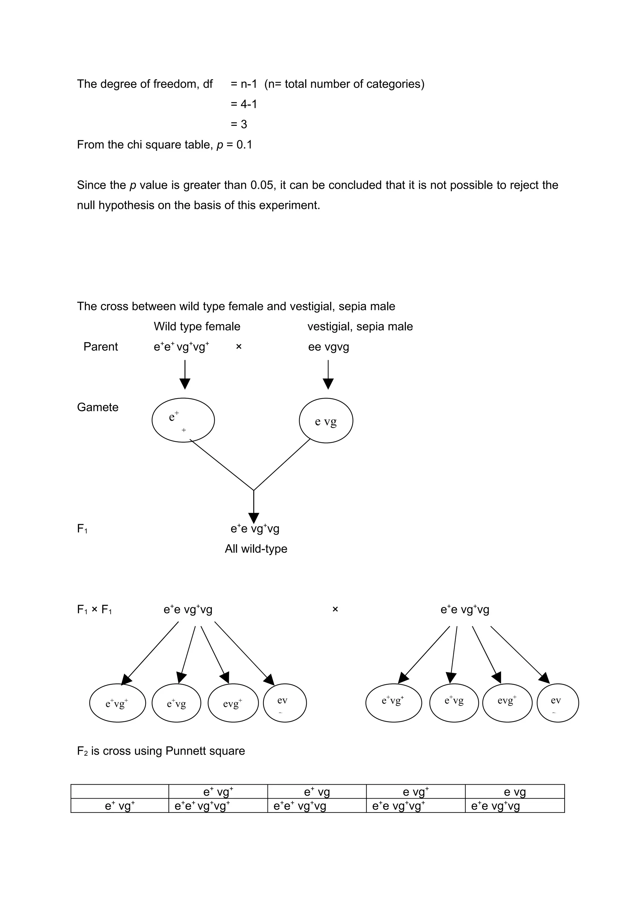 LAB REPORT DROSOPHILA MELANOGASTER | DOC