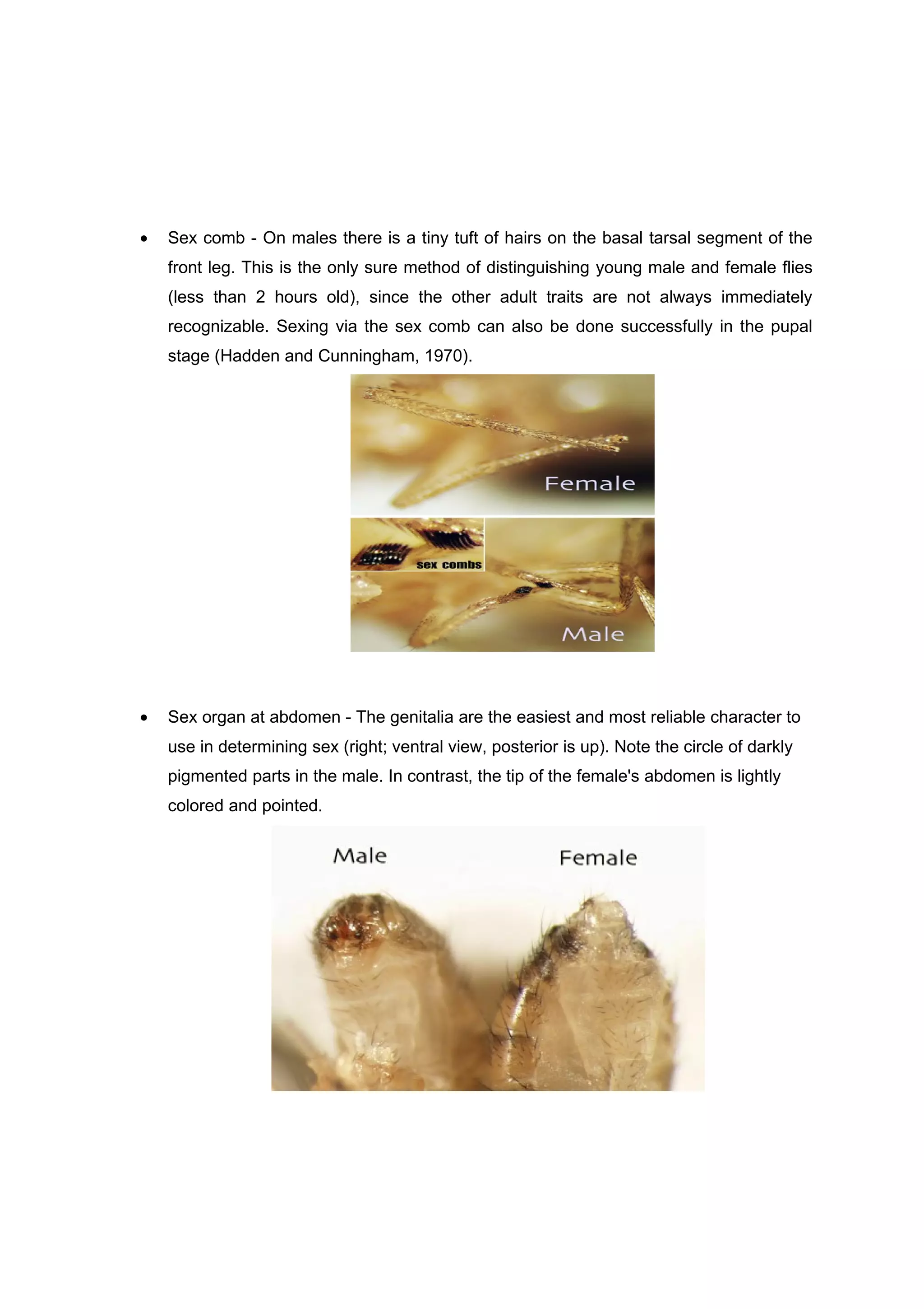 LAB REPORT DROSOPHILA MELANOGASTER | DOC
