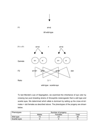 LAB REPORT DROSOPHILA MELANOGASTER | DOC