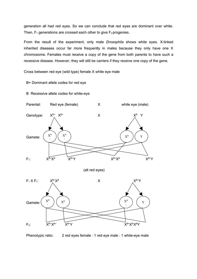 LAB REPORT DROSOPHILA MELANOGASTER | DOC