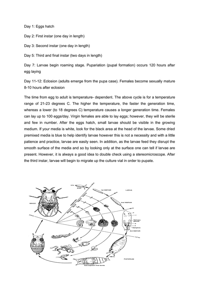 LAB REPORT DROSOPHILA MELANOGASTER | DOC
