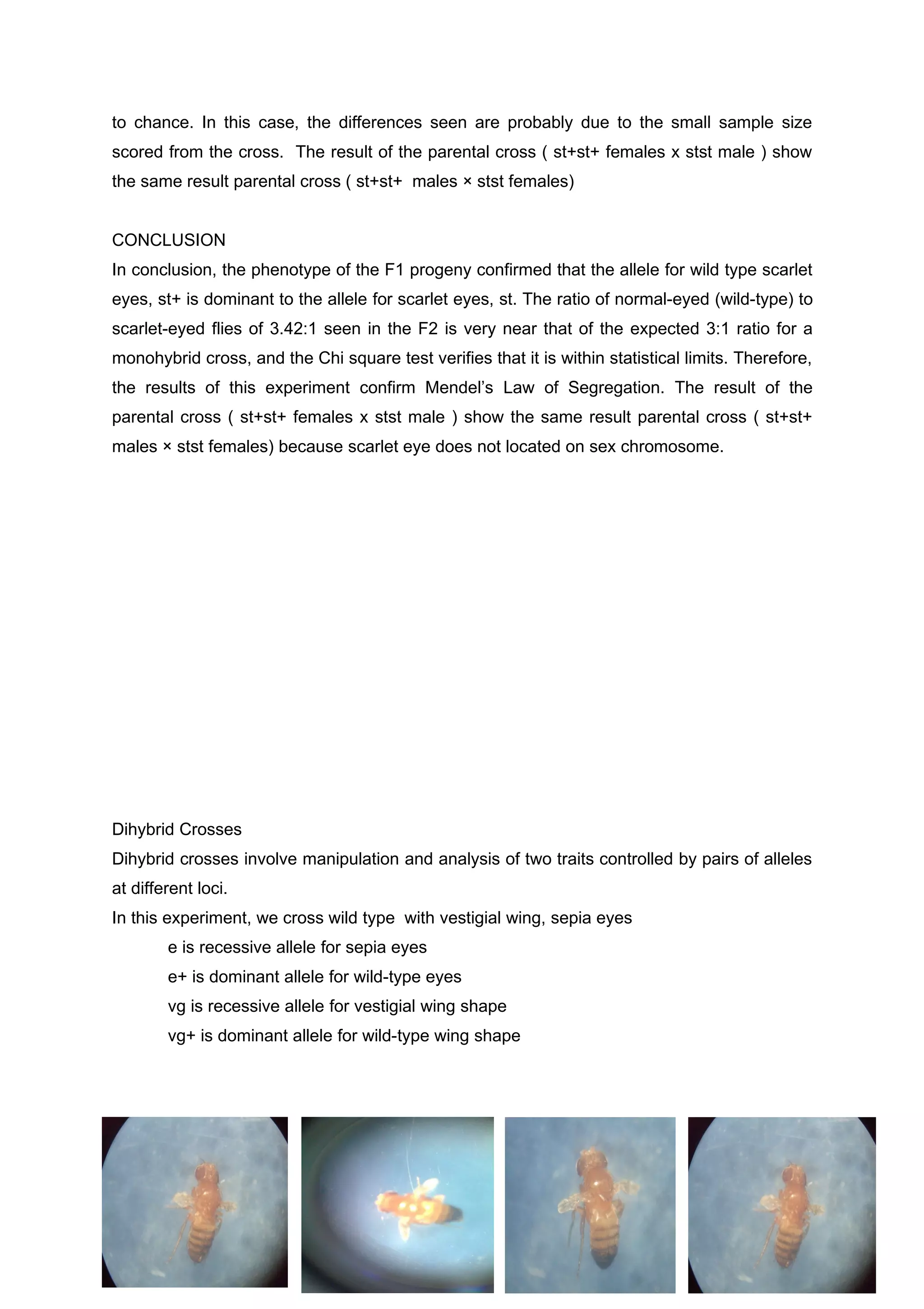 LAB REPORT DROSOPHILA MELANOGASTER | DOC