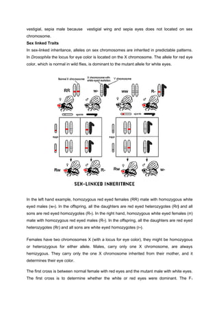 LAB REPORT DROSOPHILA MELANOGASTER | DOC