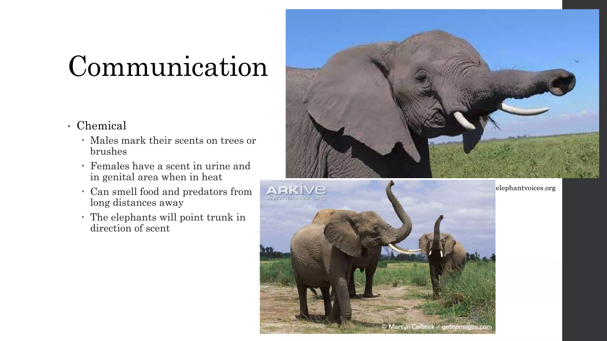 African Bush Elephant | PPTX