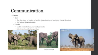 African Bush Elephant | PPTX