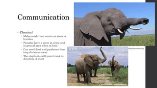 African Bush Elephant | PPTX