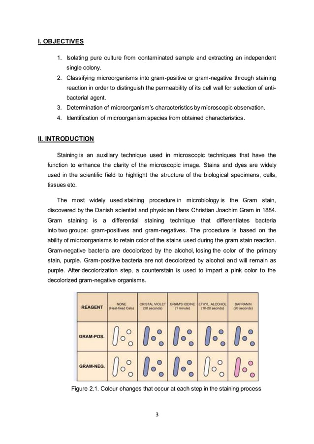 Lab Report: Isolation of Pure Culture, Gram-staining, and Microscopic ...