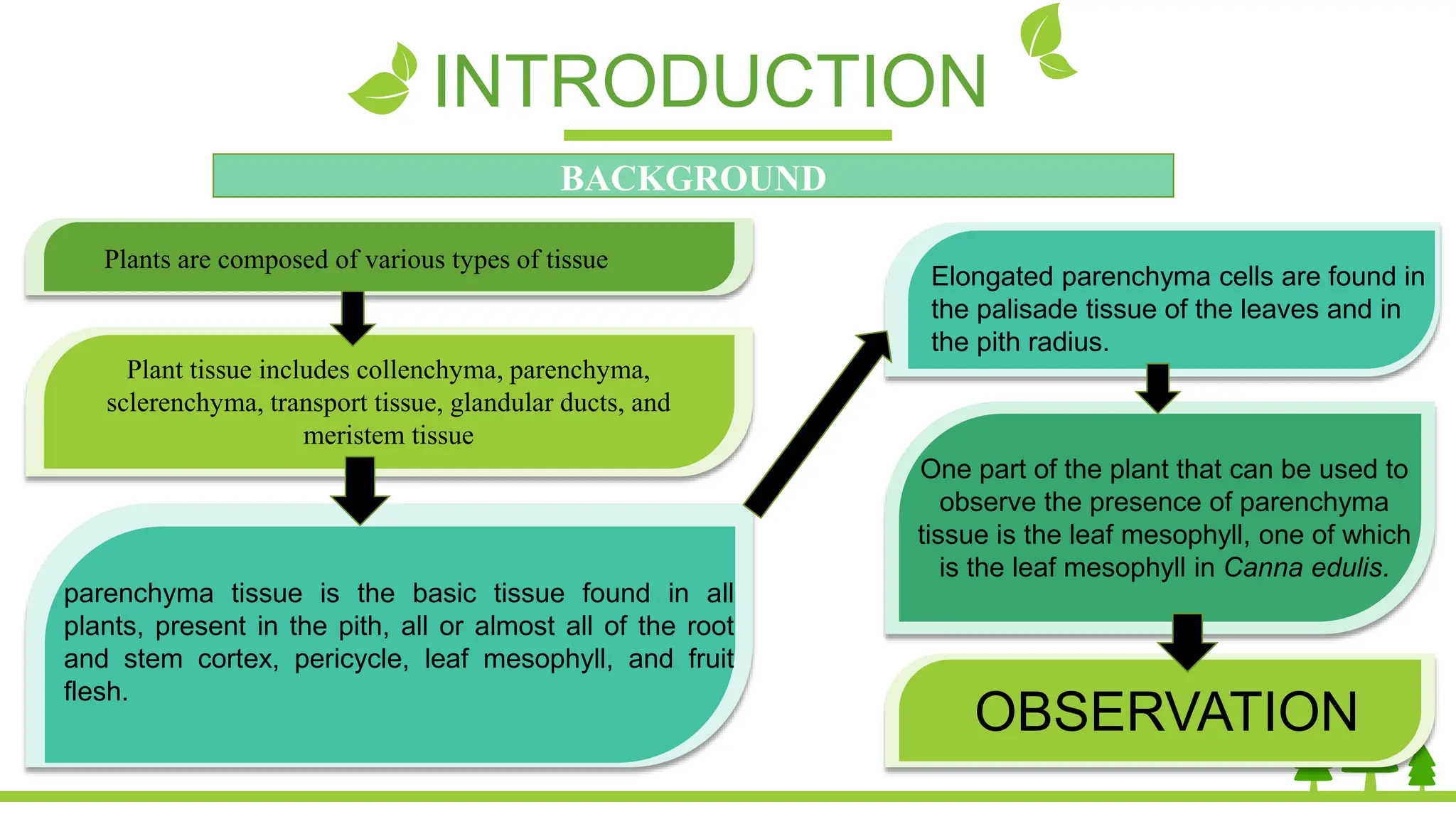 Lab Report Parenchyma Tissue on The Leaves of Canna Edulis.pptx