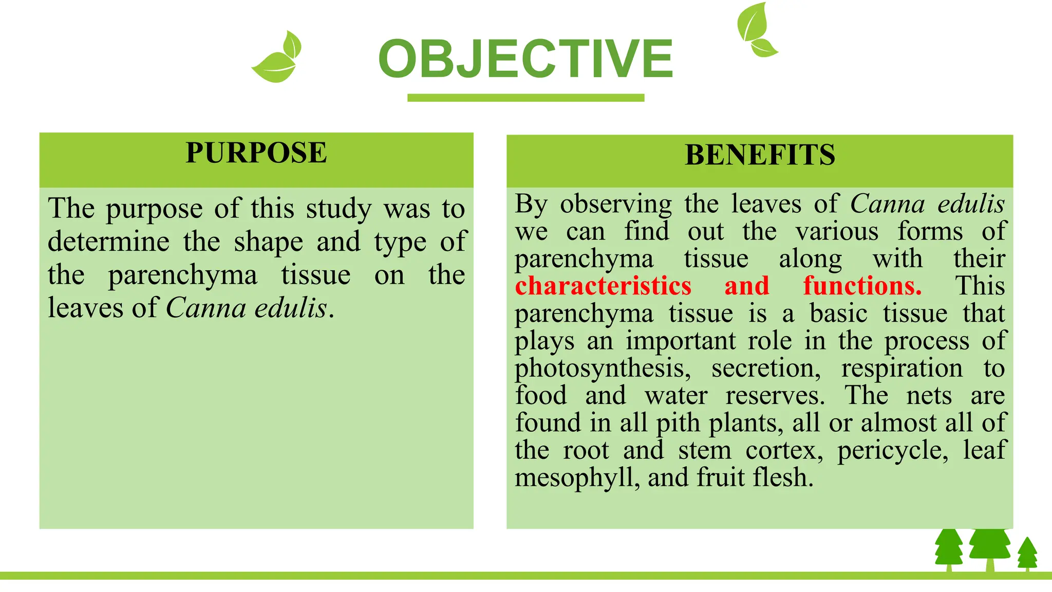 Lab Report Parenchyma Tissue on The Leaves of Canna Edulis.pptx