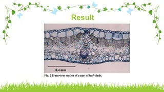 Lab Report Parenchyma Tissue on The Leaves of Canna Edulis.pptx