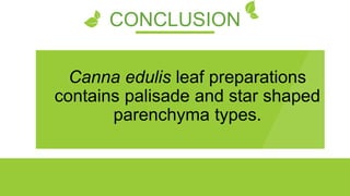 Lab Report Parenchyma Tissue on The Leaves of Canna Edulis.pptx
