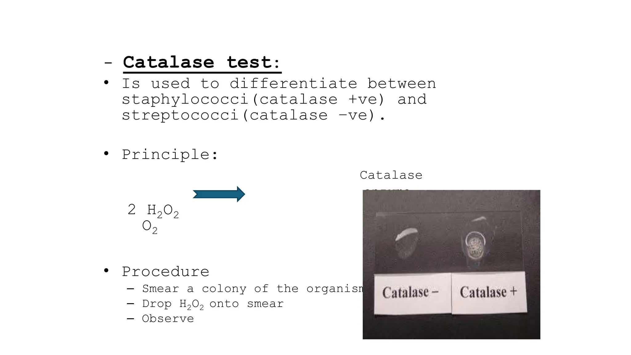 Review hematology diagnosis in veterinary | PPTX