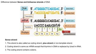 Review Class on Introduction to Bioinformatics | PPT