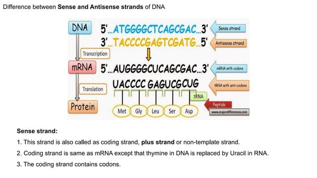 Review Class on Introduction to Bioinformatics | PPT