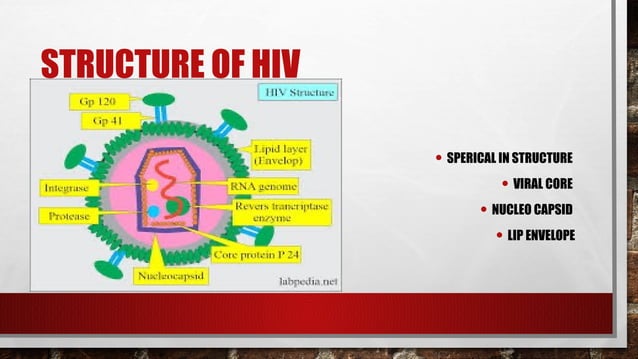 HIV LABORATORY TESTS description on HIV pathophysiology and tests | PPT