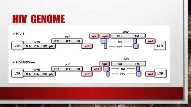 HIV LABORATORY TESTS description on HIV pathophysiology and tests | PPT